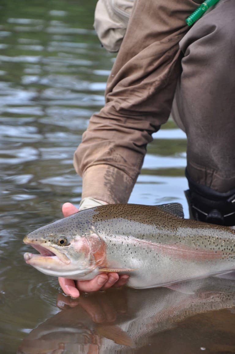 Japanese Trout: A Guide to the Key Types