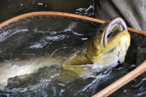 Japanese Trout: A Guide to the Key Types