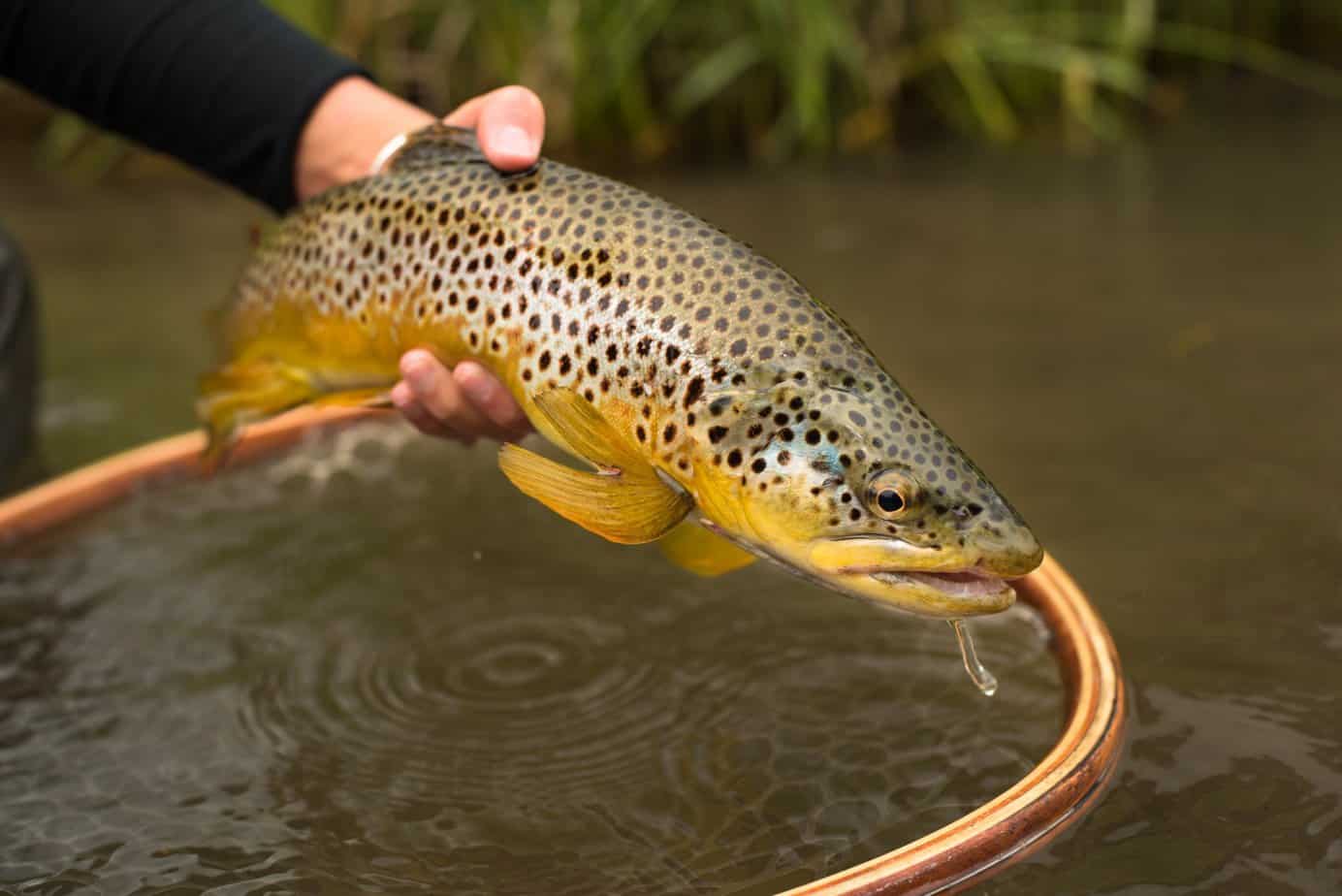 How to Fish for Trout: Top Tips for Beginners in 2025