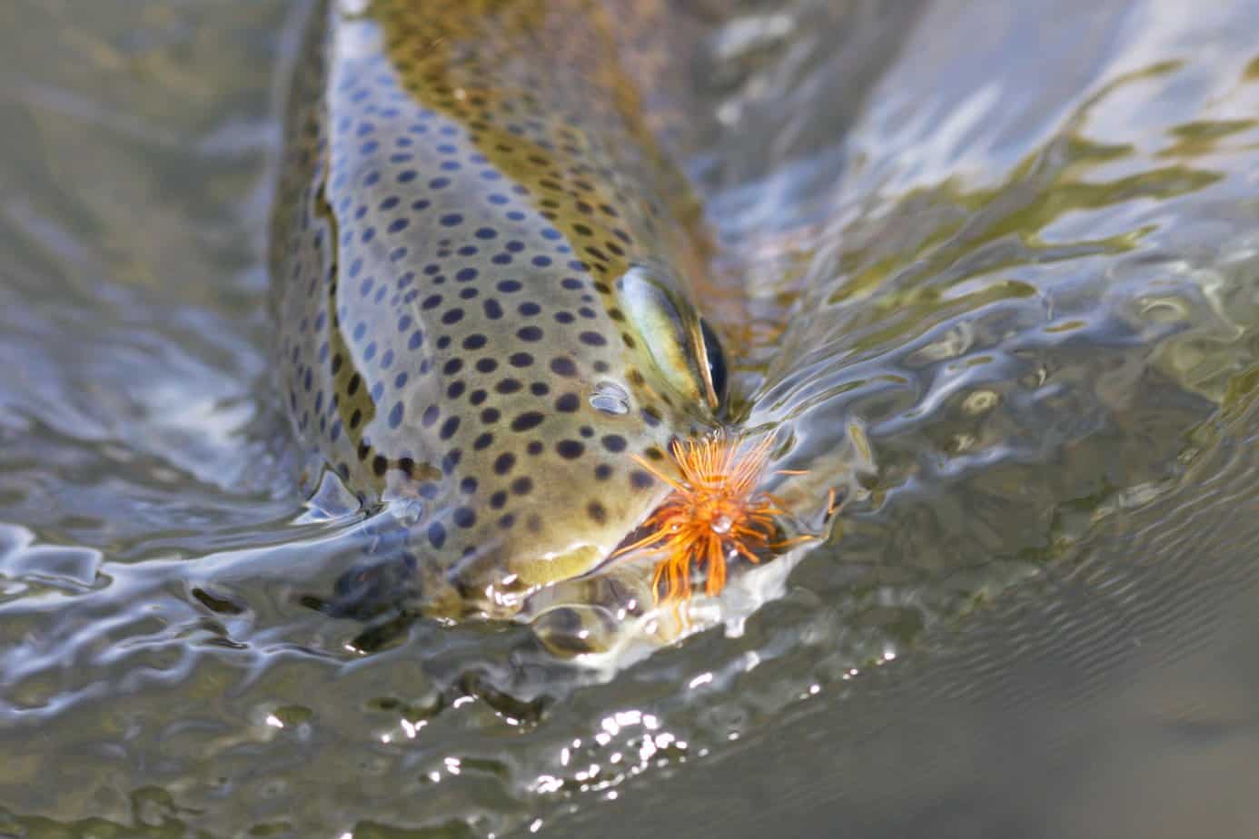 How to Fish for Trout: Top Tips for Beginners in 2025
