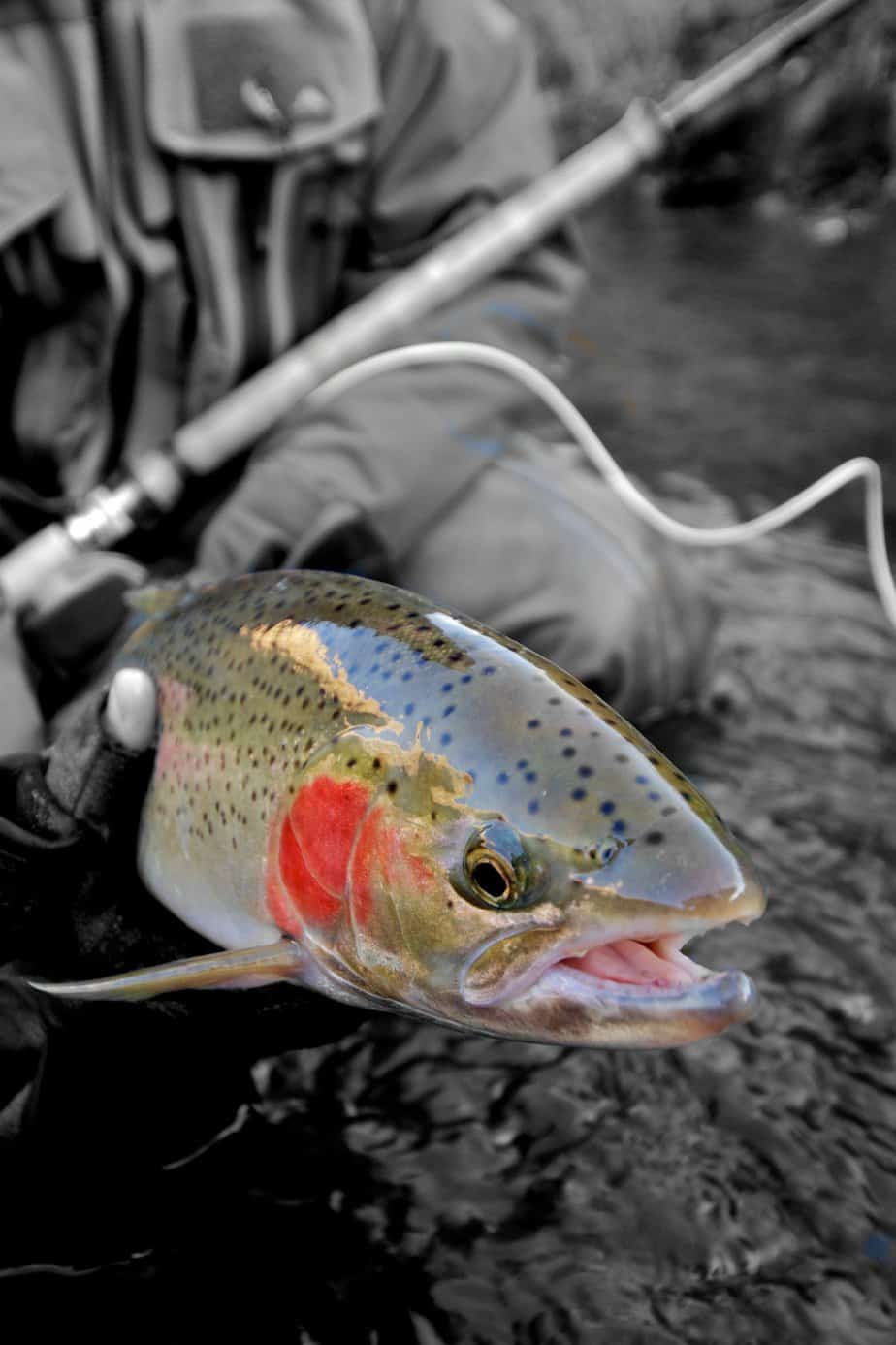 How to Fish for Trout: Top Tips for Beginners in 2024