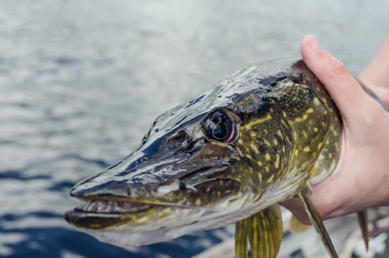 The 8 Best Pike Lures in 2025: Top Spinners, Spoons, and Swimbaits