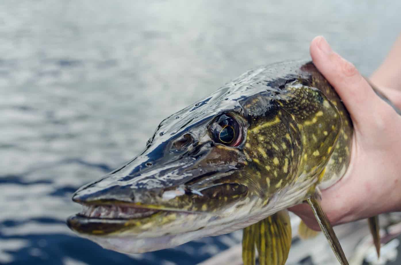 The 8 Best Pike Lures in 2025: Top Spinners, Spoons, and Swimbaits