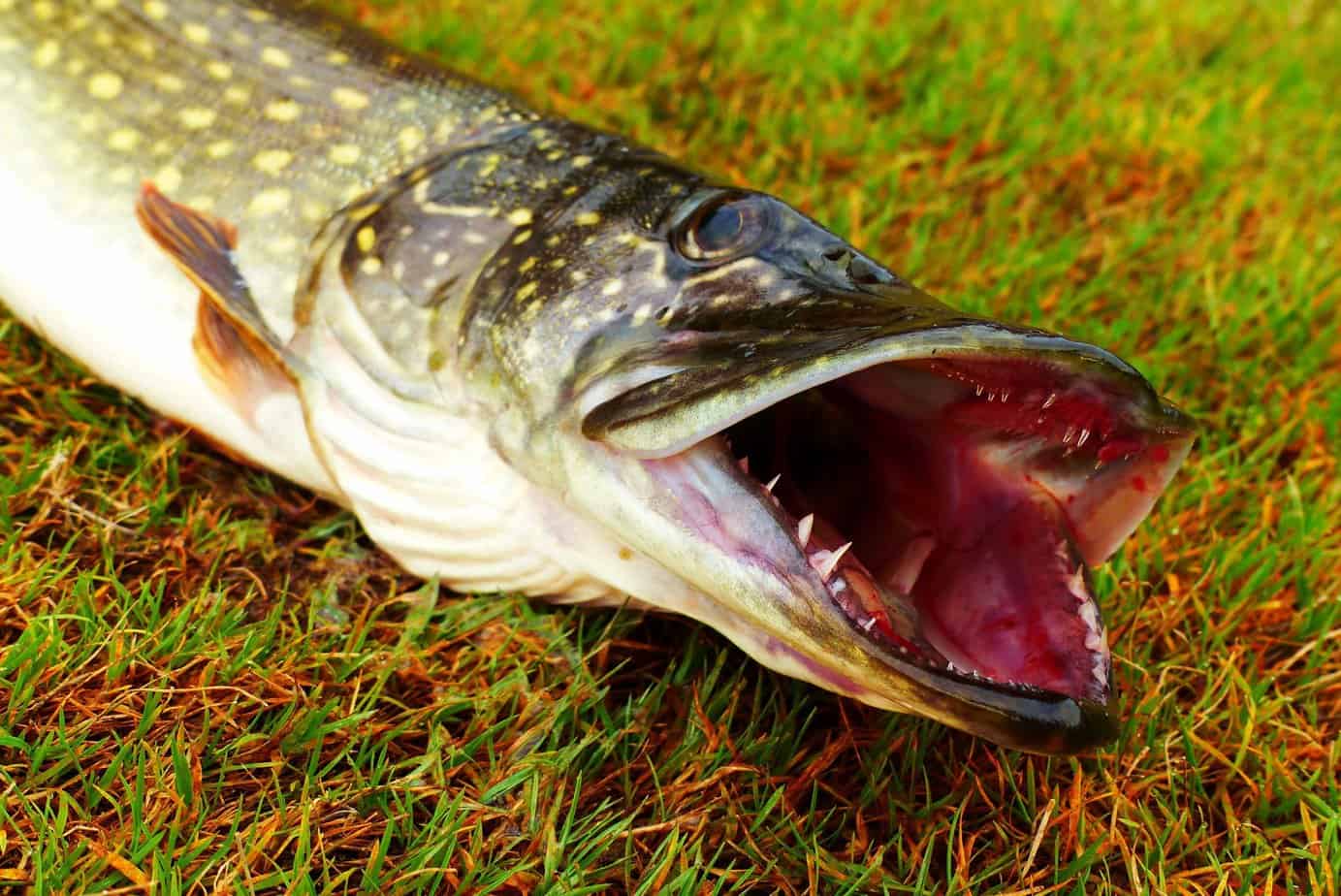 Muskie vs Northern Pike: How These Apex Predators Compare
