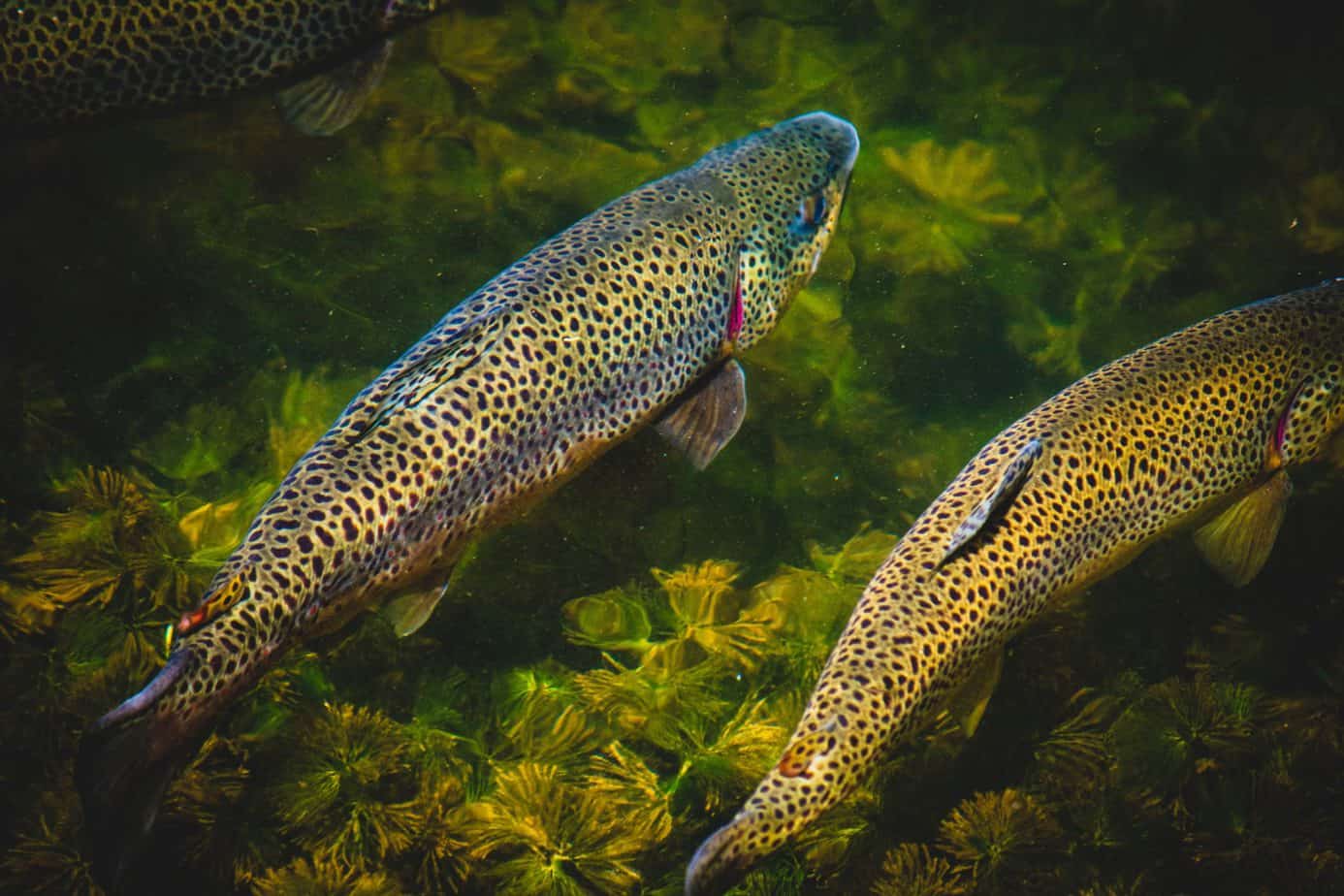 Japanese Trout: A Guide to the Key Types