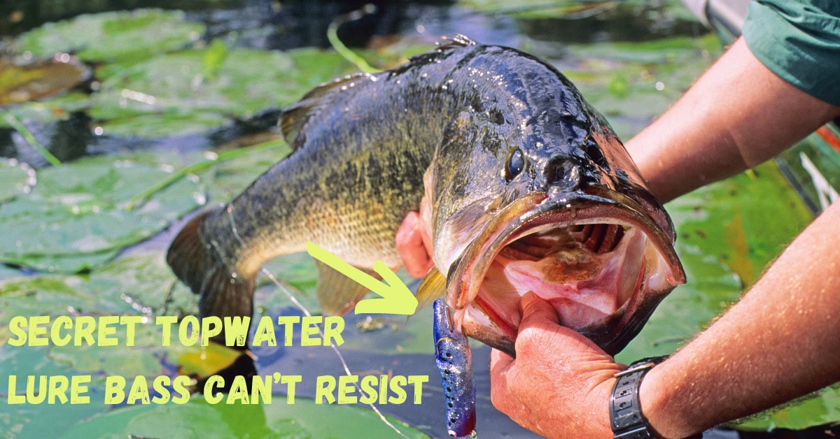 The 5 Best Topwater Lures for Bass: A Pro Guide's Top Picks