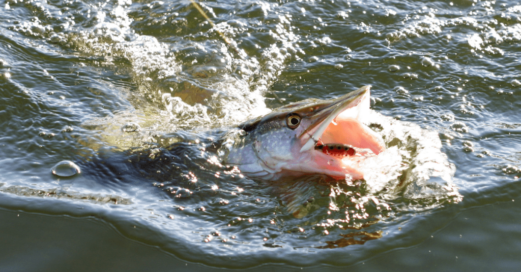 The 8 Best Pike Lures in 2026: Top Spinners, Spoons, and Swimbaits
