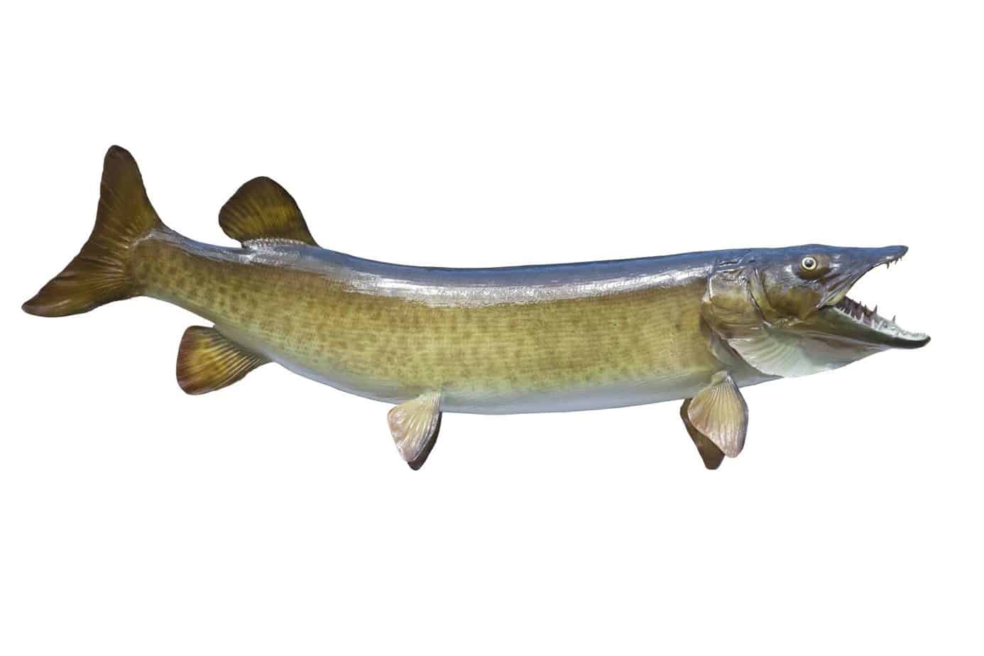 The 10 Best Musky Lures: Expert Guide Picks (2025)