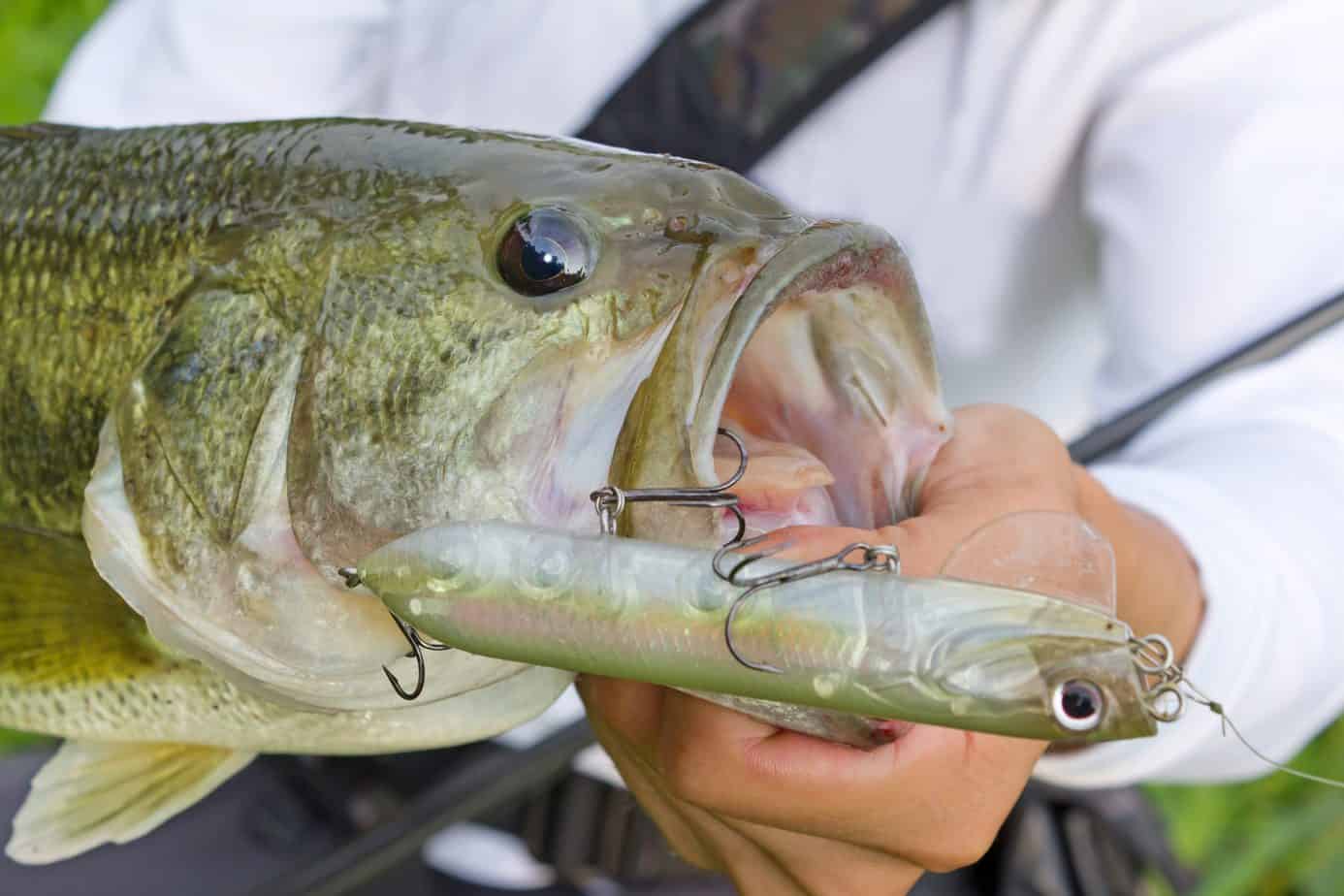 Best Fall Bass Lures: 9 Top Baits Reviewed in 2025