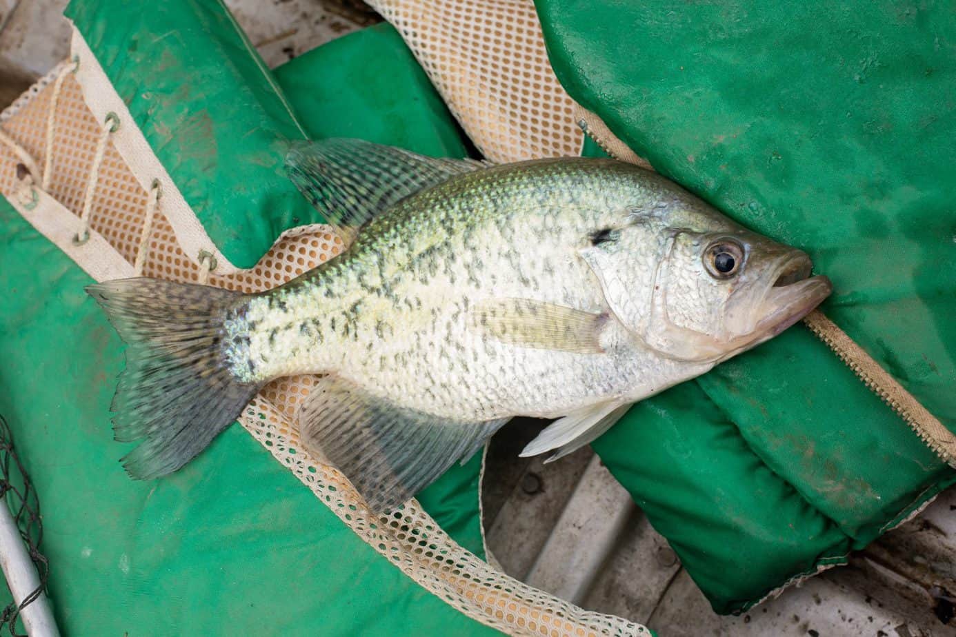 Current World Record Crappie: 5lb+ Fish the Biggest Ever Caught