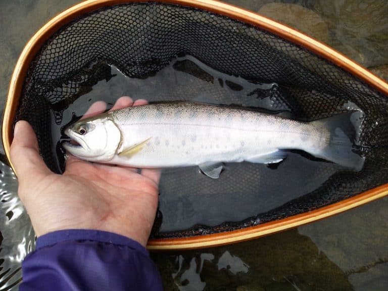 Japan Fly Fishing: AWESOME Trout, Salmon and Char to Catch