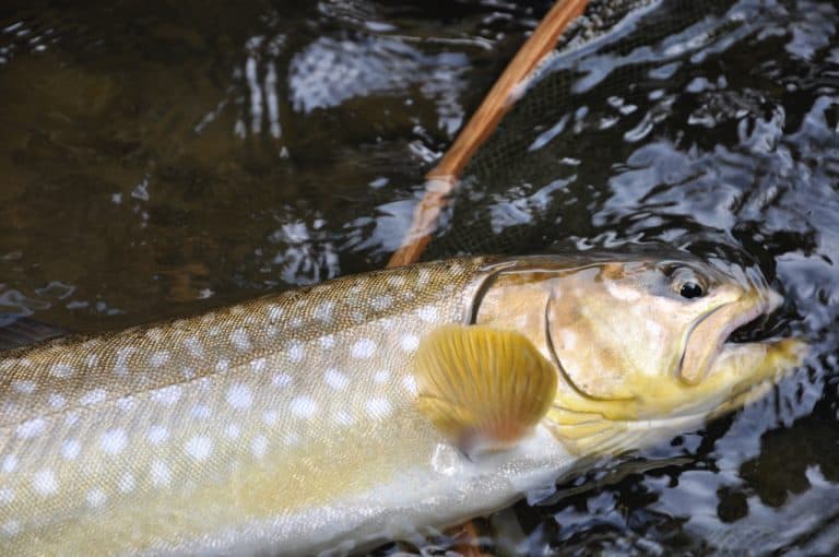 Japan Fly Fishing: AWESOME Trout, Salmon and Char to Catch