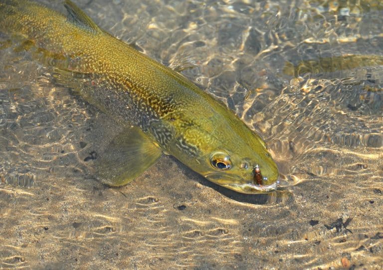 Types of Trout: Brown, Rainbow, Brook and 10 More Trout Species