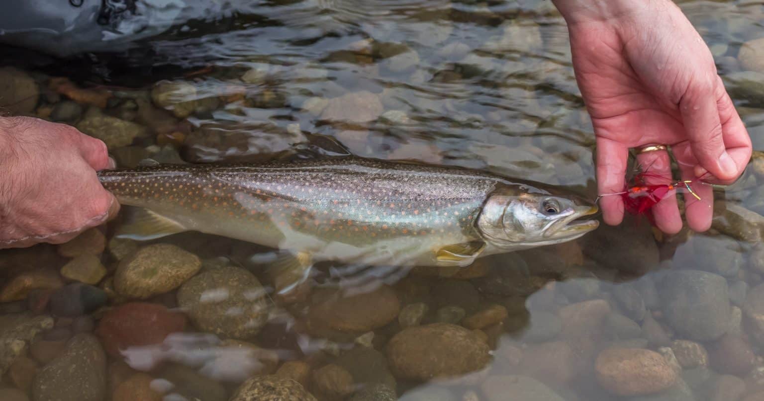 Do Trout Have Teeth? And How to Handle a Hooked Trout