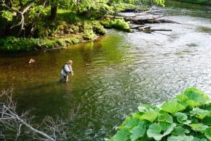 Japan Fly Fishing: AWESOME Trout, Salmon and Char to Catch