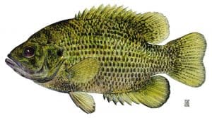 Do Bass Have Teeth? A Guide to Handling Largemouth, Smallmouth and ...