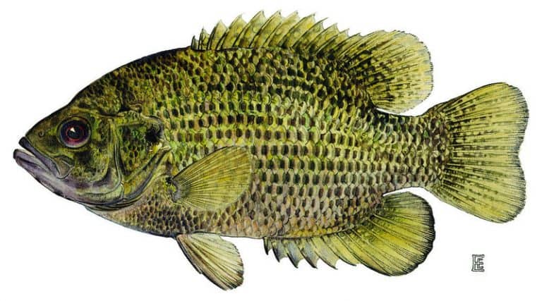 Do Bass Have Teeth? A Guide to Handling Largemouth, Smallmouth and ...