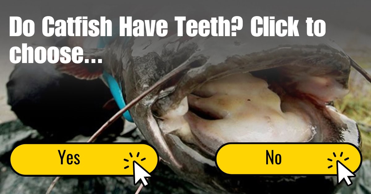 Do Catfish Have Teeth? Catfish Features & Dangers Explained