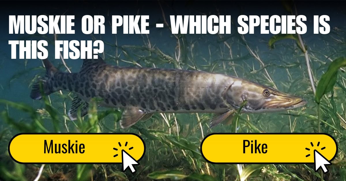 Muskie vs Northern Pike: How These Apex Predators Compare