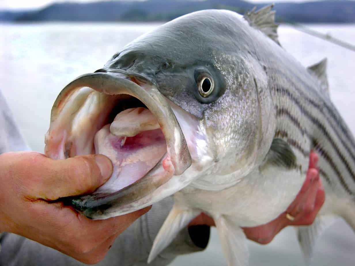 Do Bass Have Teeth? A Guide to Handling Largemouth, Smallmouth and ...