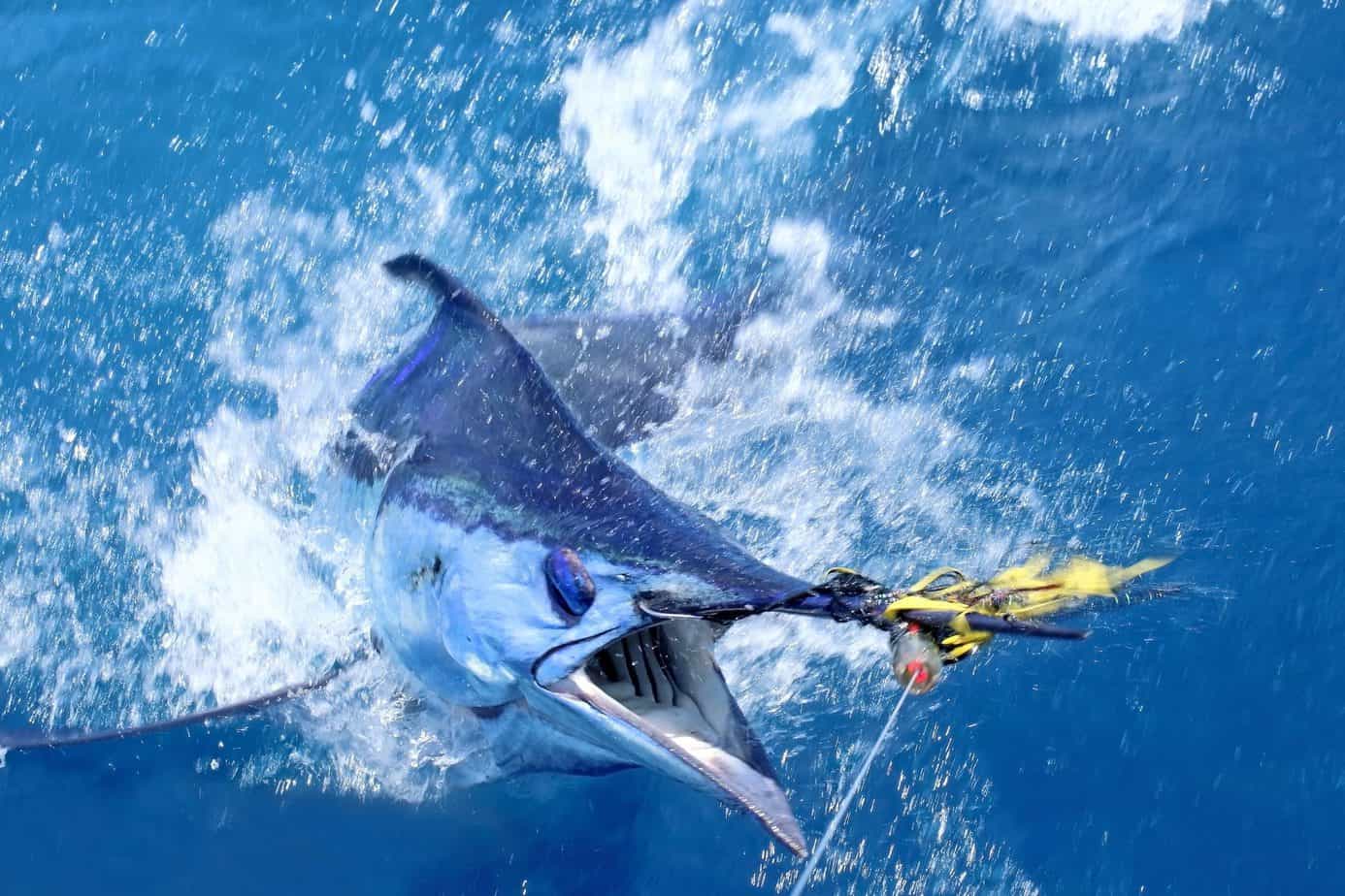 Best Saltwater Fishing Line 2026: Choosing the Right Brand & Type