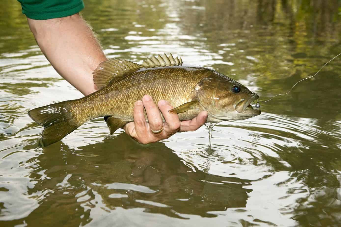 Do Bass Have Teeth? A Guide to Handling Largemouth, Smallmouth and ...