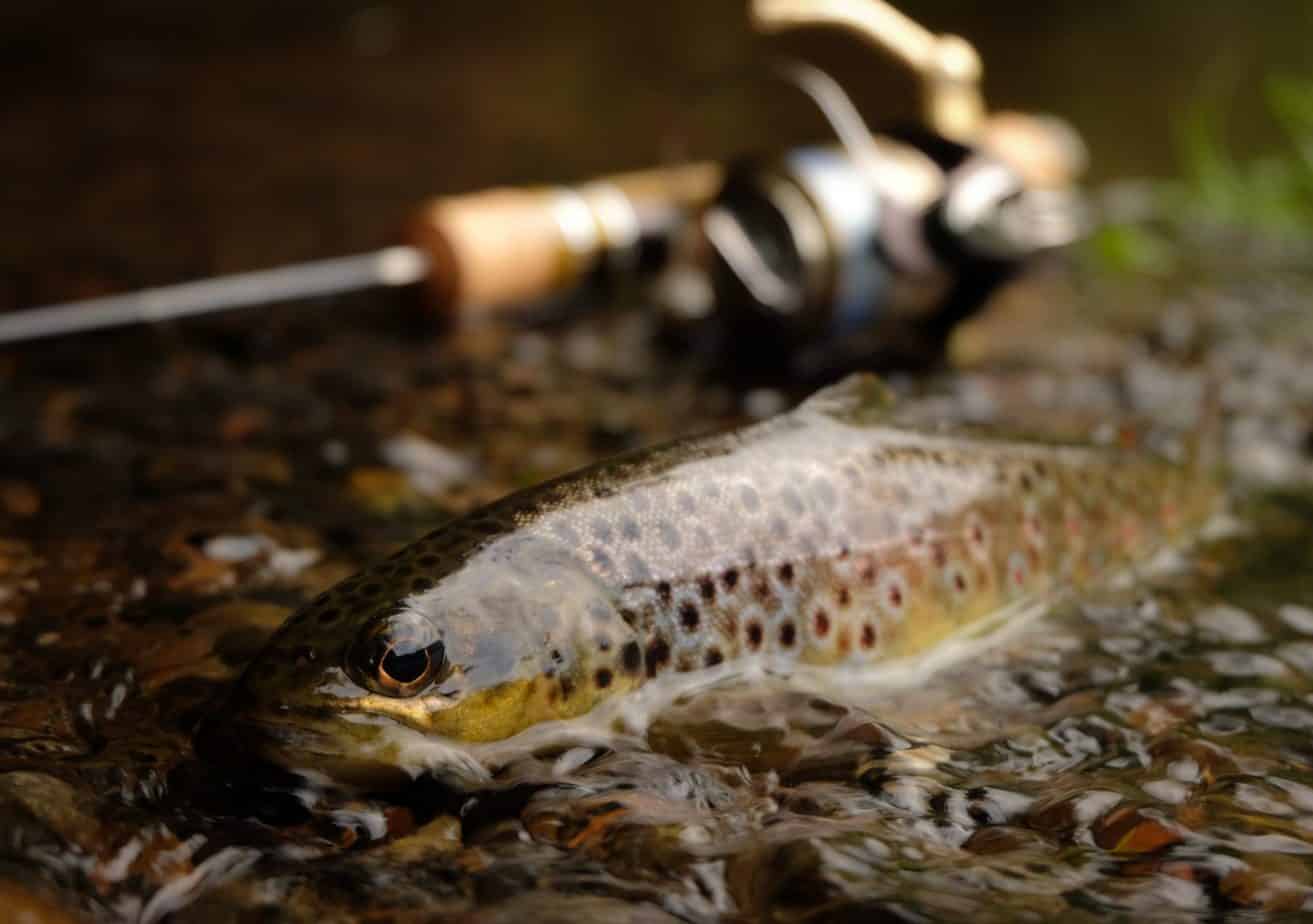 Spinning Rods Explained: A Complete Guide [2025]