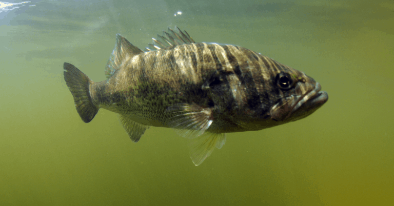 How Long Do Bass Live? And More Amazing Bass Facts