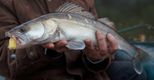 Walleye Teeth: Key Facts, Pictures & Ways to Handle Safely