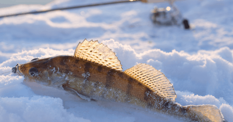 Sauger vs Walleye: Differences + the BEST way to ID them