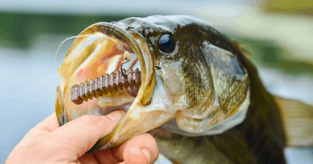 What Hook Size for Bass? Hook Sizing and Type Explained