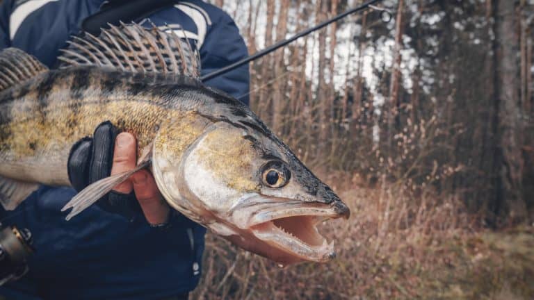 Walleye Teeth: Key Facts, Pictures & Ways to Handle Safely