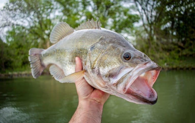 How Long Do Bass Live? And More Amazing Bass Facts