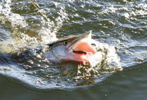 Northern Pike Teeth: Facts and Pictures Plus How to Handle