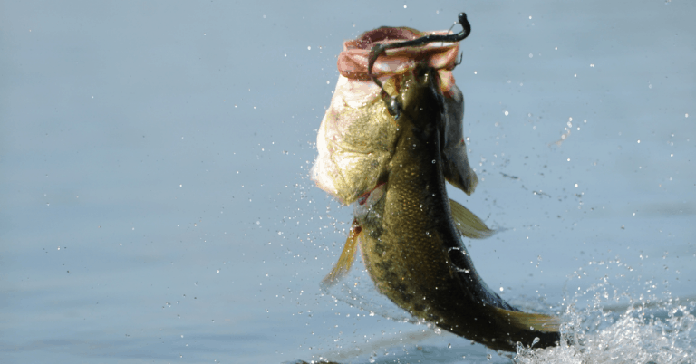 Bass Jumping Out of Water: What Does It Mean & How to Catch Them
