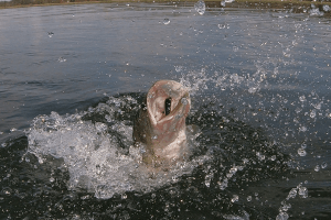 Bass Jumping Out of Water: What Does It Mean & How to Catch Them