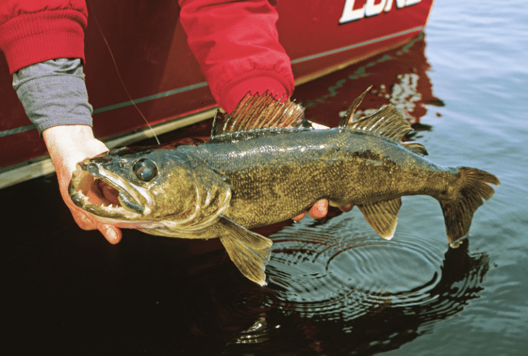 Walleye Teeth: Key Facts, Pictures & Ways to Handle Safely