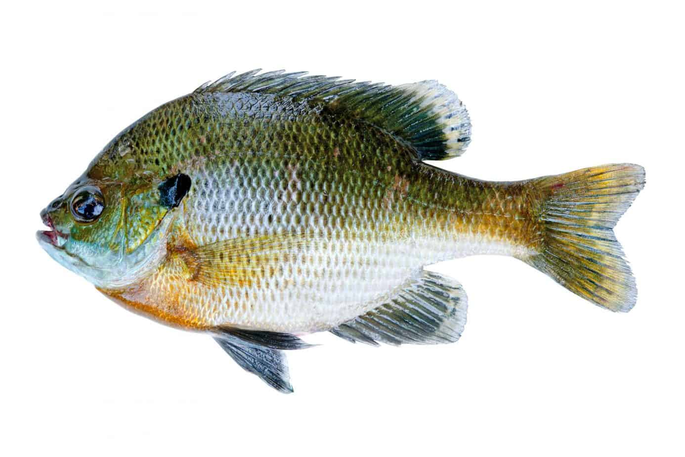 Current World Record Bluegill: The Biggest Ever Caught
