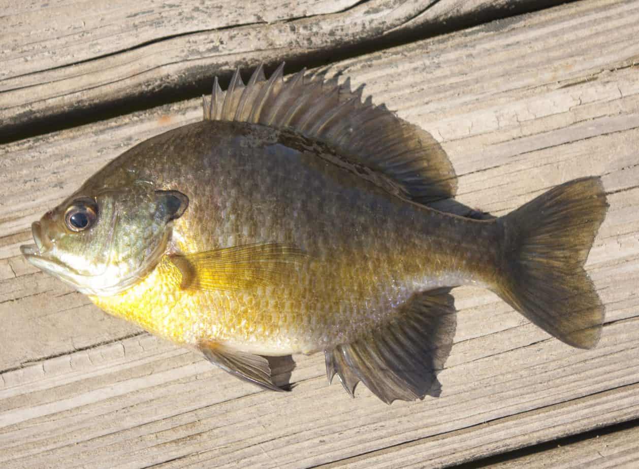 What does bluegill taste like? A Tasty Freshwater Fish