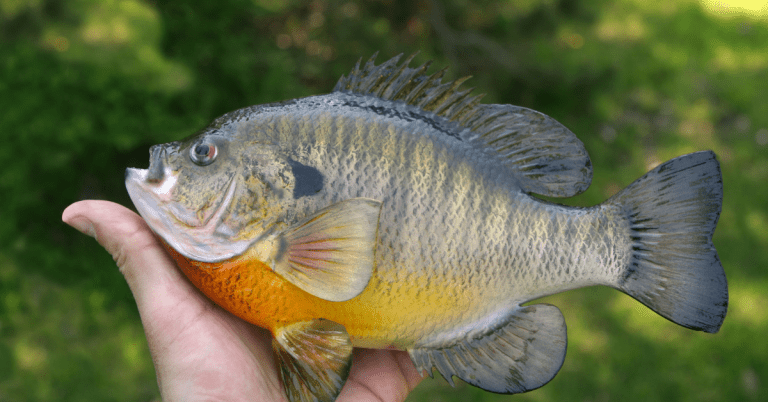 The 10 Best Lures for Panfish: Baits for Bluegill, Crappie and More