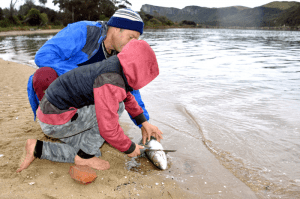 How To Humanely Kill A Fish For Eating (or Euthanize a Pet Fish)