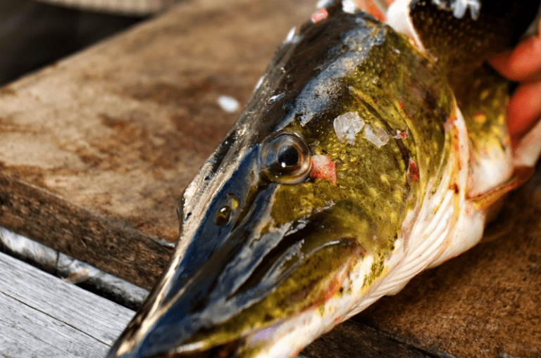 Are Pike Good To Eat? And How Do They Taste?