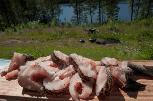 Are Pike Good To Eat? And How Do They Taste?