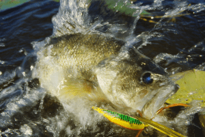 Fishing Lure Color Selection Chart