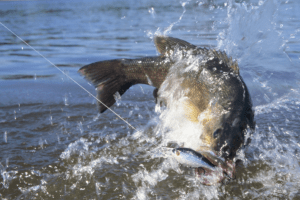 Bass Jumping Out of Water: What Does It Mean & How to Catch Them