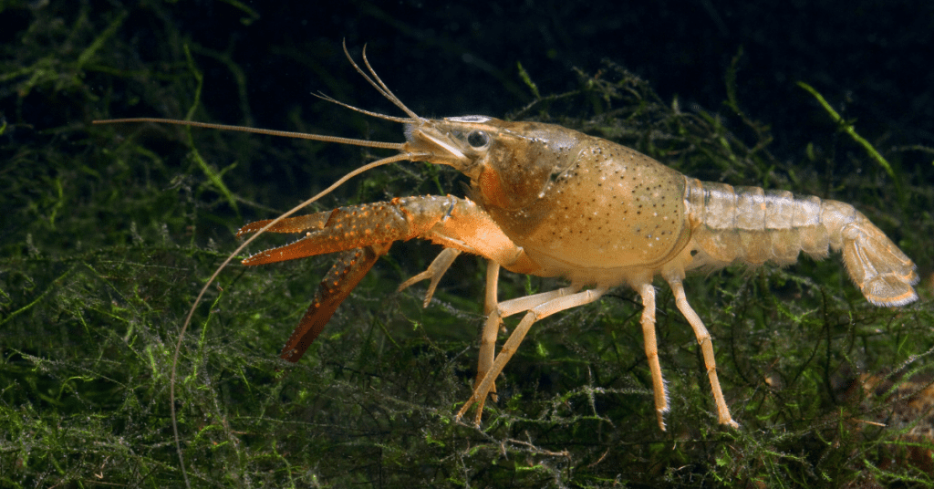 How to Rig a Crawfish ... and Fish It Well