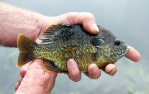 How to Catch Bluegill: 7 Great Tips