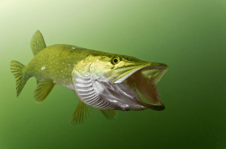 Current World Record Northern Pike: The Biggest Ever Caught
