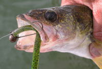 Walleye Teeth: Key Facts, Pictures & Ways to Handle Safely
