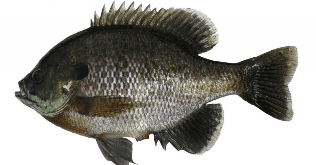 Bluegill Fishing: Tips, Gear and Techniques